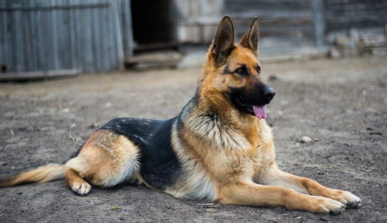 What Breed Would You Be if You Were a Dog? The Zodiac Criteria!