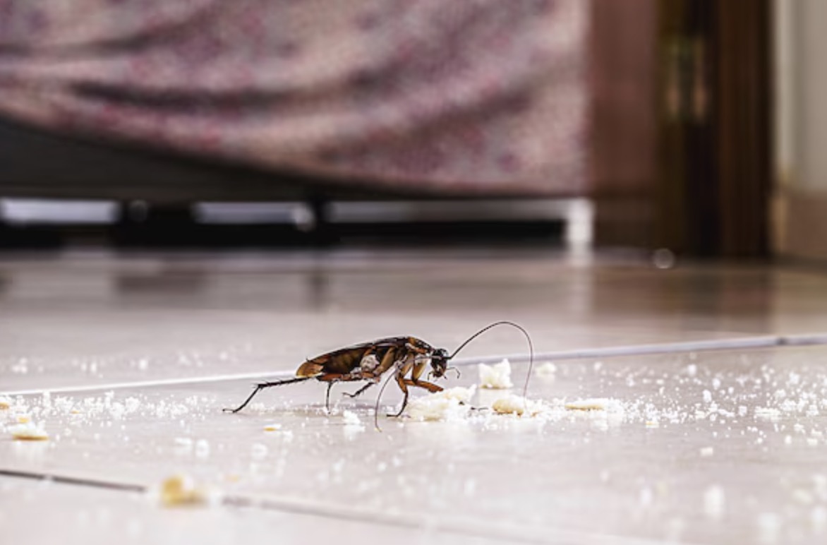Decoding The Cockroach Invasion Whats Drawing Them In